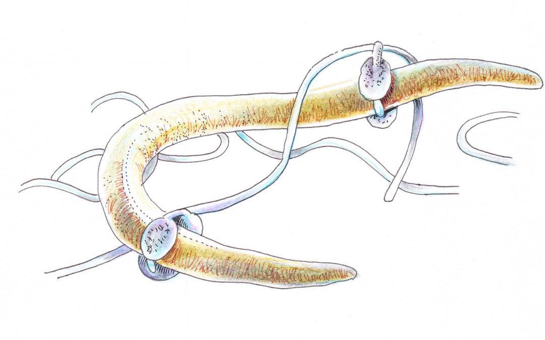 Topnieuws: Schimmelsporen doden bloedworm en spoelworm | FECtest ...
