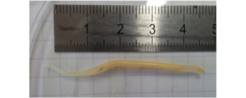 Mogelijke aarsworm resistentie tegen ivermectine | FECtest & Mesttest.com