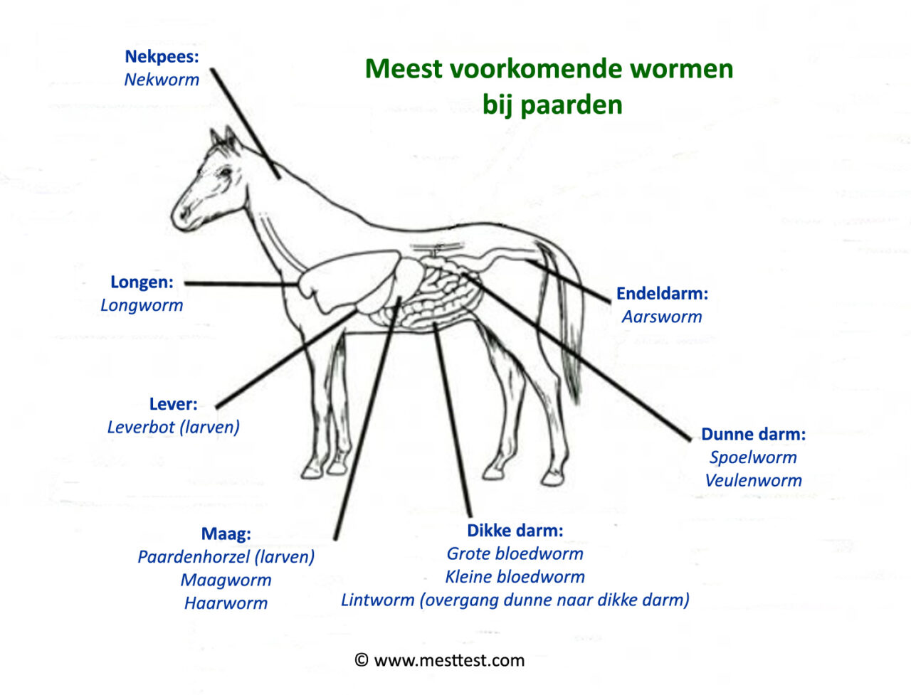 10 opvallende feiten over wormen bij paarden | FECtest & Mesttest.com